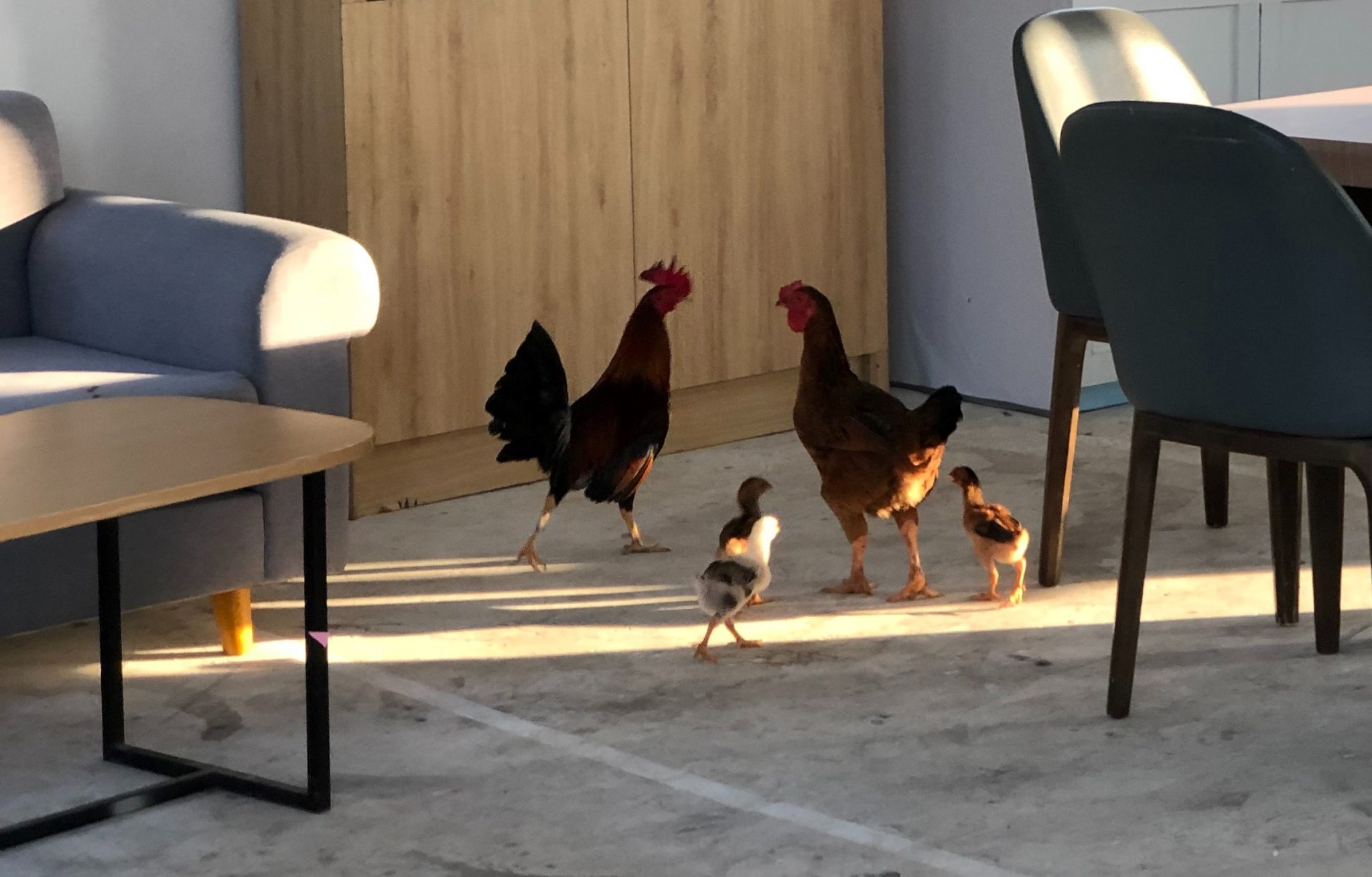 Chasing Chickens! - Zia Savel